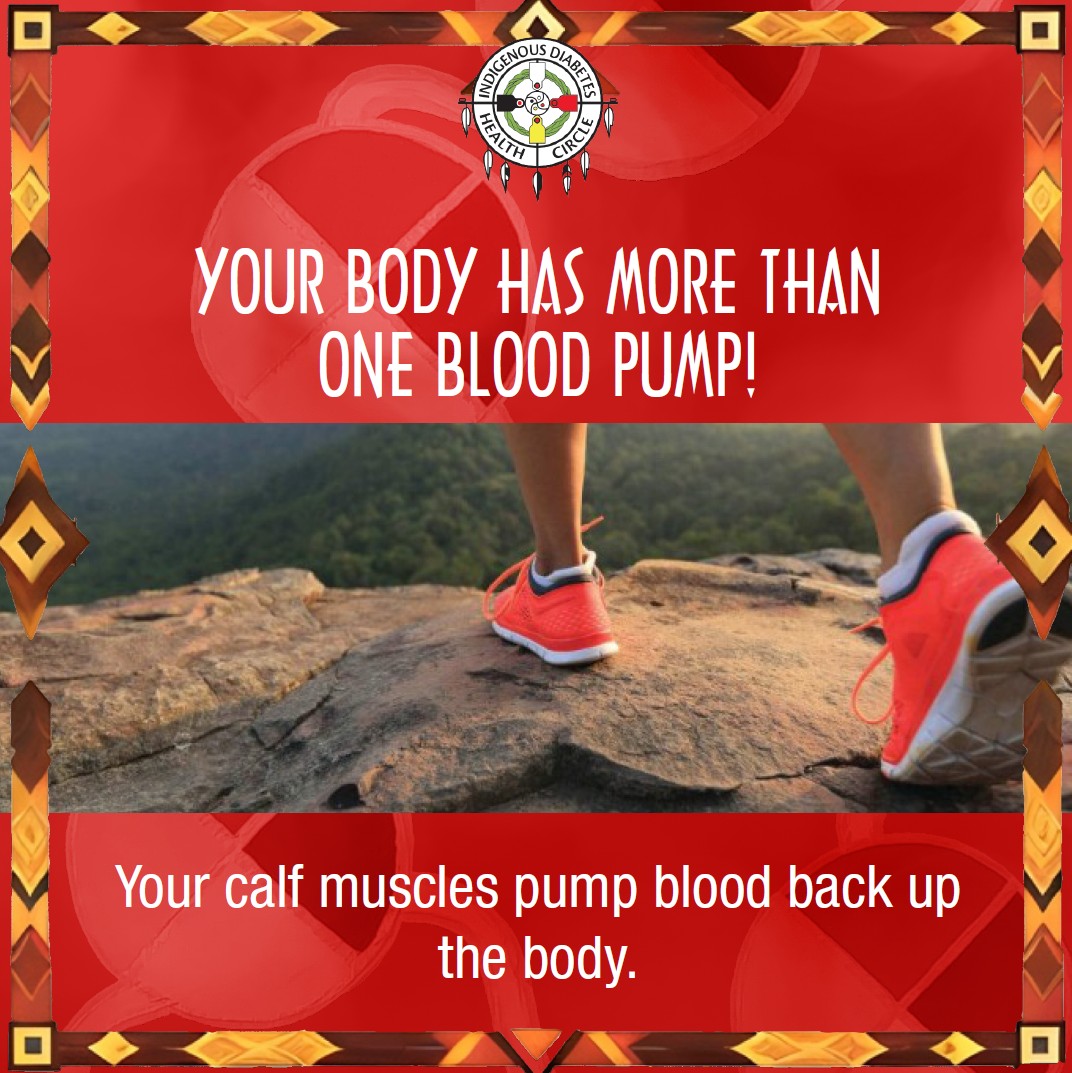 YOUR BODY HAS MORE THAN ONE BLOOD PUMP! – IDHC